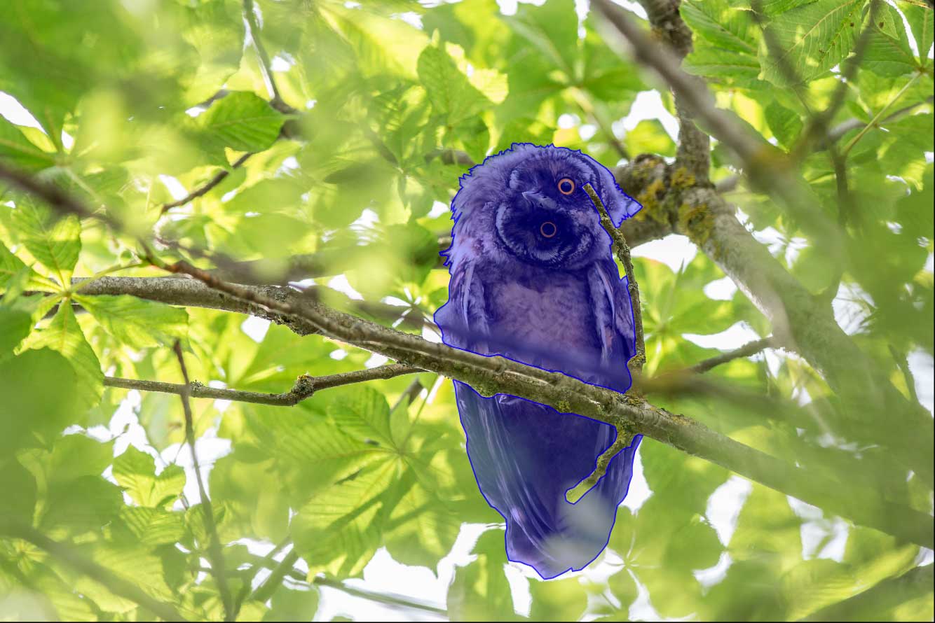 Assessing Animal Behaviour with the Help of Image Annotation | Keymakr