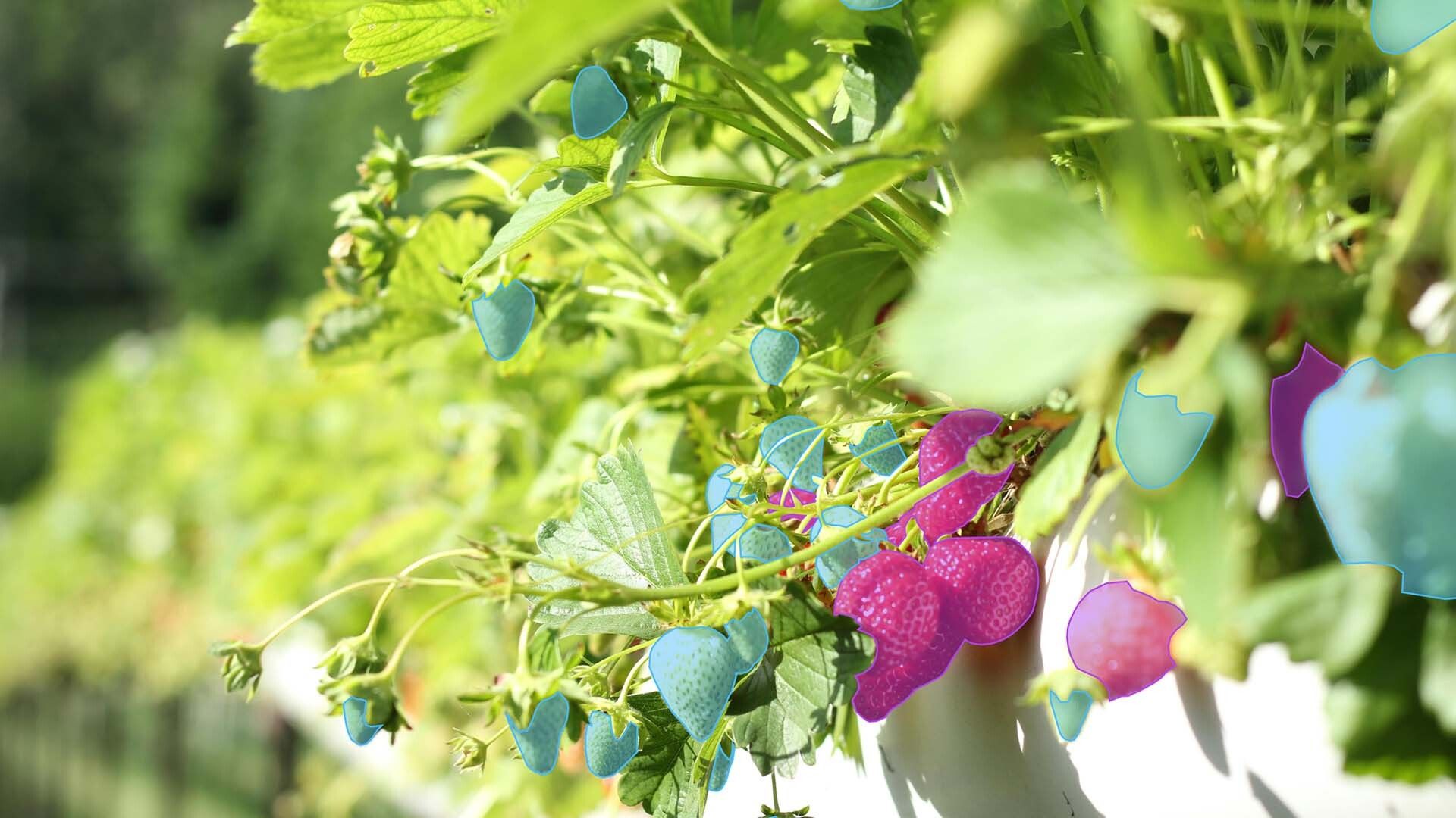 How Farmers and AI Can Work Together for Success | Keymakr