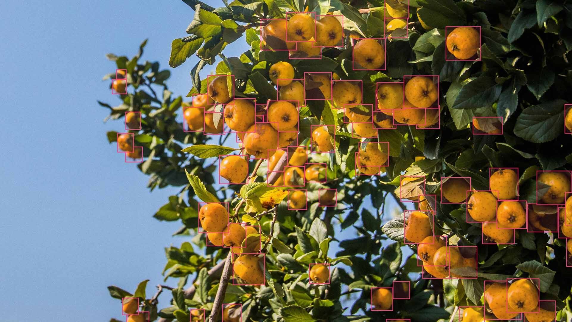 How AI and Machine Learning are Revolutionizing Agriculture | Keymakr