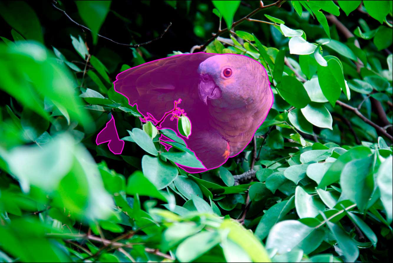 Computer Vision Applications for Wildlife Conservation | Keymakr