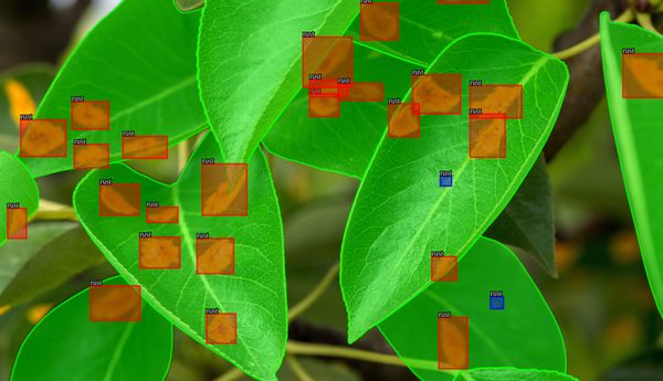 Image Processing Techniques:What Are Bounding Boxes?|Keymakr Image Processing Techniques:What Are Bounding Boxes?|Keymakr