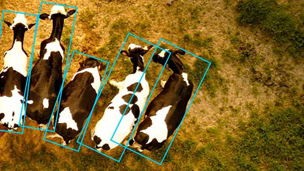 Benefits of rotating bounding boxes for object detection | Keymakr